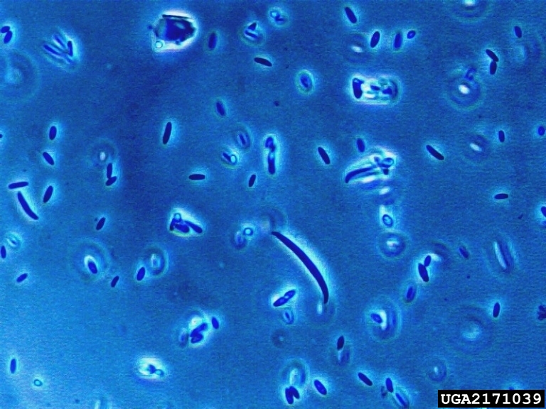 Fusarium wilts, blights, rots and damping-off (Genus Fusarium)