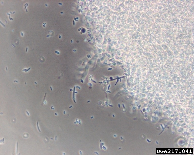 Fusarium wilts, blights, rots and damping-off (Genus Fusarium)