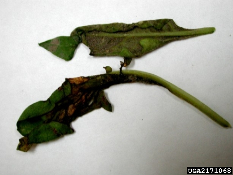 downy mildew (Peronospora farinosa f.sp. betae)