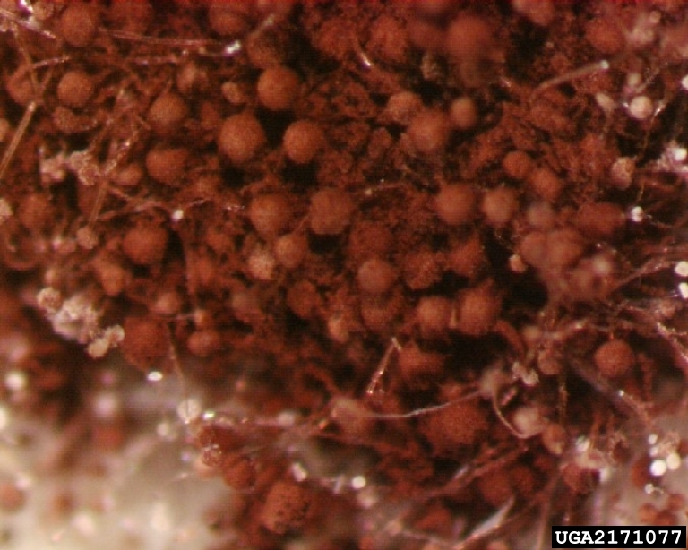 Aspergillus fungi (Genus Aspergillus Link)