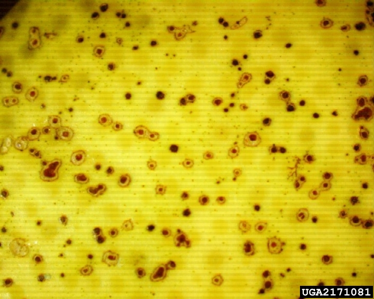 melanose (Diaporthe citri)