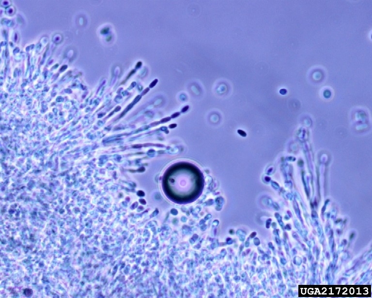 brown rots (Genus Monilinia Bonord.)