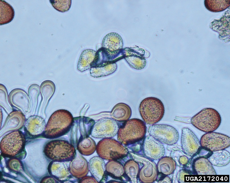 lemongrass rust (Puccinia nakanishikii Dietel 1904)