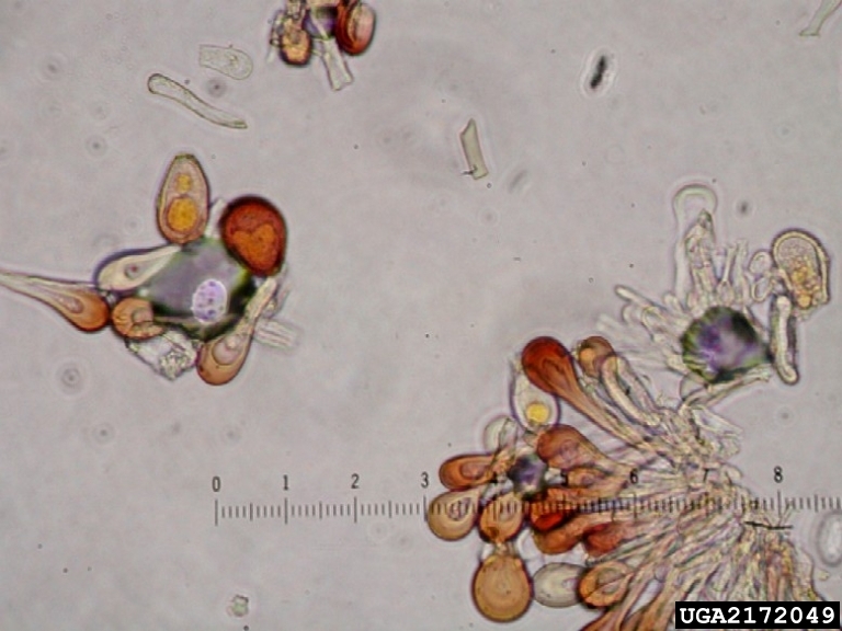 lemongrass rust (Puccinia nakanishikii Dietel 1904)