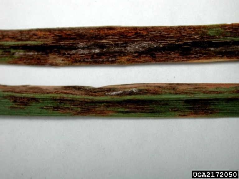 lemongrass rust (Puccinia nakanishikii Dietel 1904)