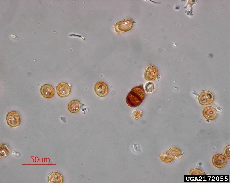 lemongrass rust (Puccinia cymbopogonis Mass. (Cummins, 1971))