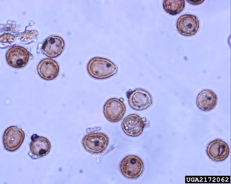 lemongrass rust (Puccinia cymbopogonis Mass. (Cummins, 1971))