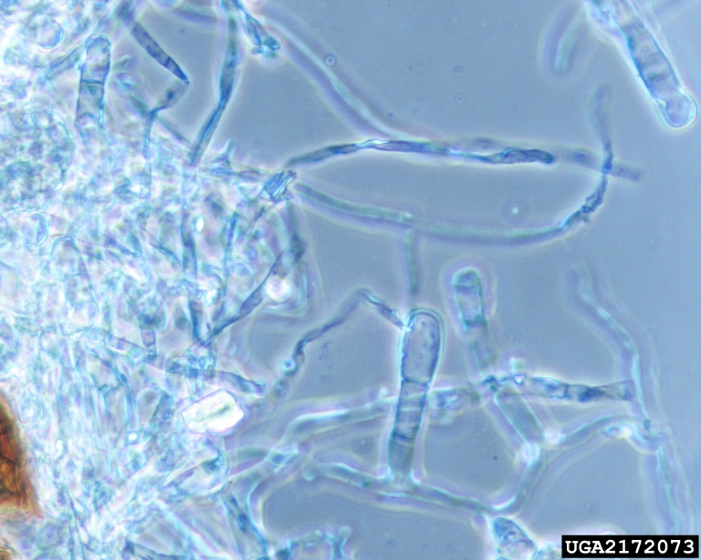 Podosphaera delphinii (DC.) de Bary