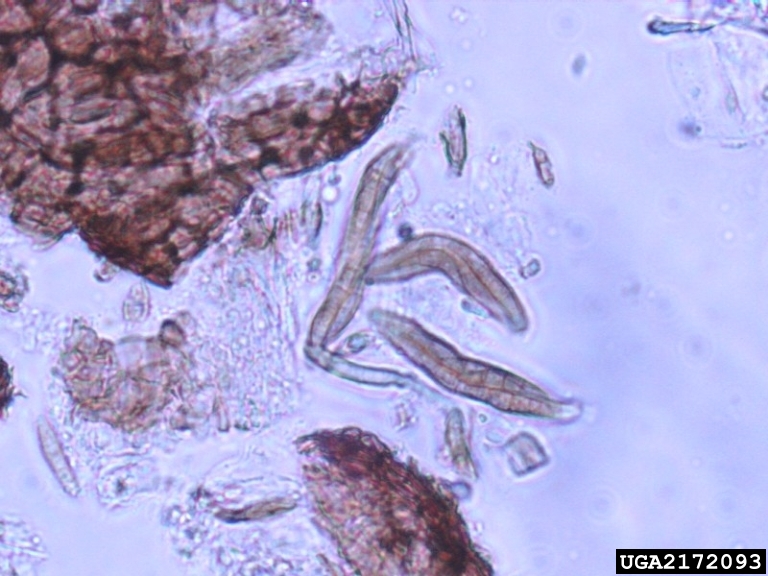 Phaeosphaeria fungi (Genus Phaeosphaeria I. Miyake)