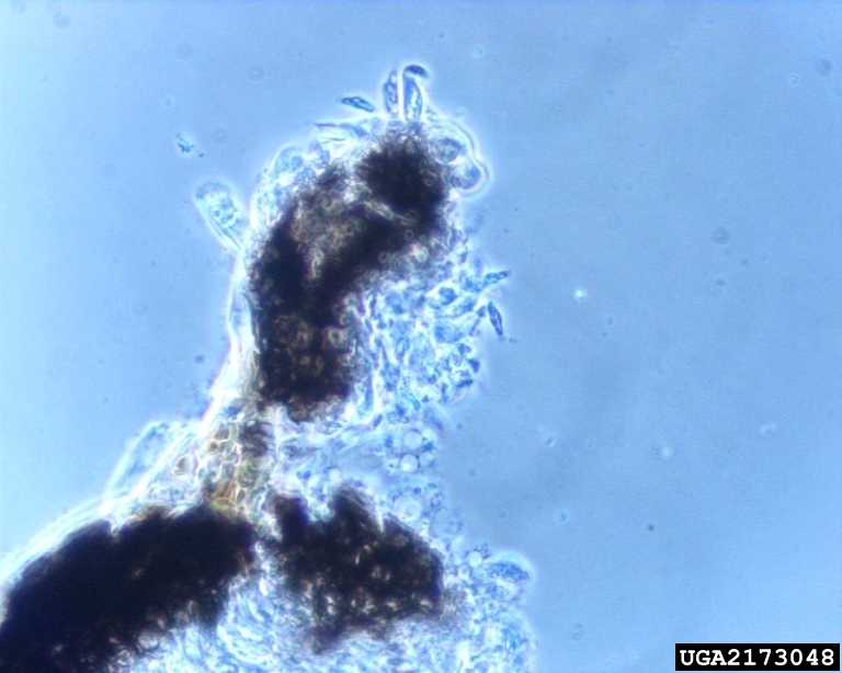 Guignardia blotch (Genus Guignardia Viala & Ravaz)