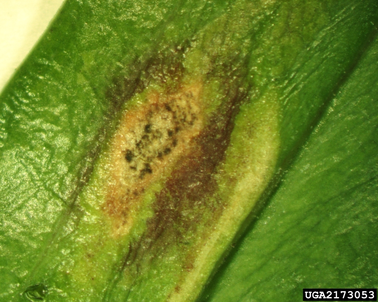 Alternaria black molds / stem cankers (Genus Alternaria Nees)
