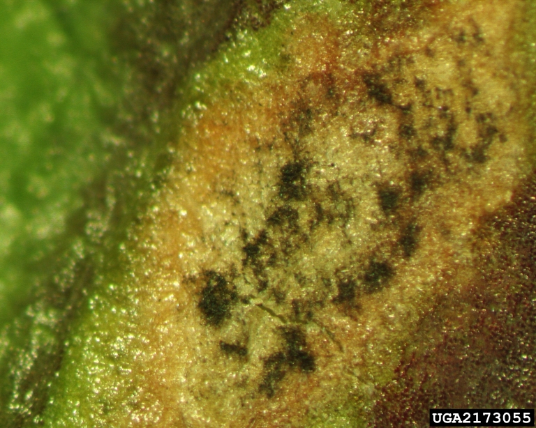 Alternaria black molds / stem cankers (Genus Alternaria Nees)