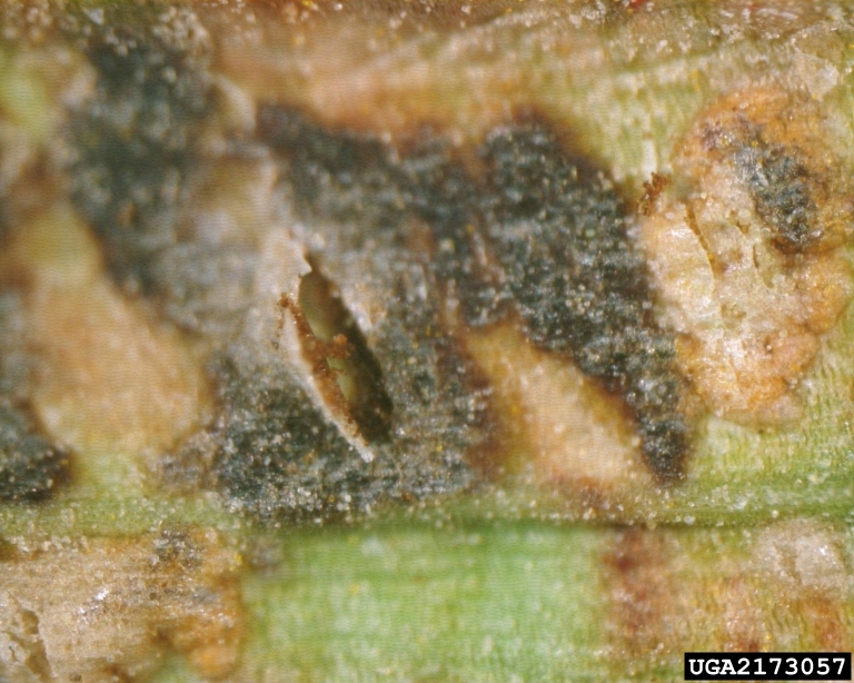 gladiolus rust (Uromyces transversalis (Thümen) Winter)