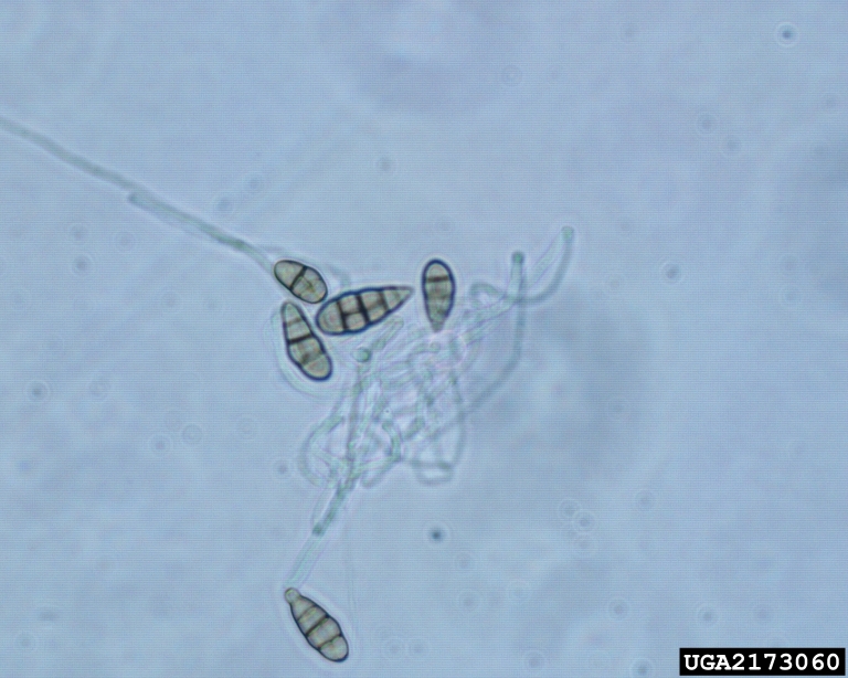 Alternaria black molds / stem cankers (Genus Alternaria)