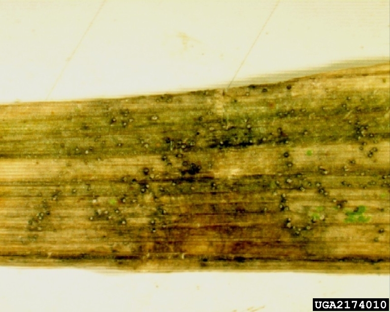 Phyllosticta leaf spots (Genus Phyllosticta Pers.)