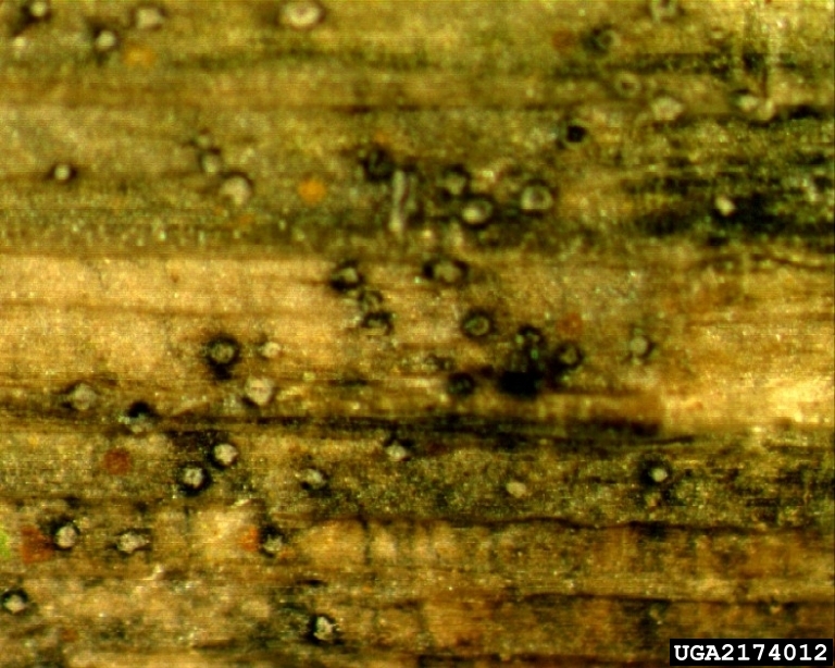 Phyllosticta leaf spots (Genus Phyllosticta Pers.)