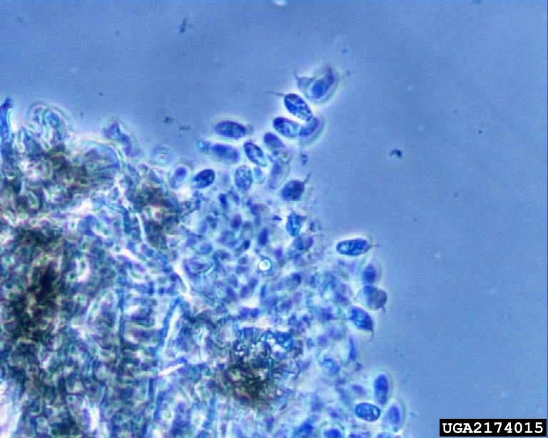 Phyllosticta leaf spots (Genus Phyllosticta)