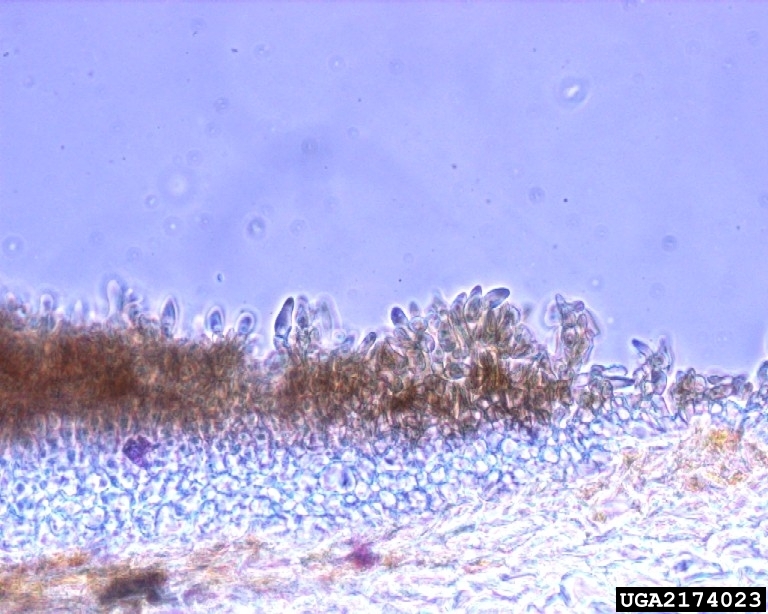apple scab (Venturia inaequalis)