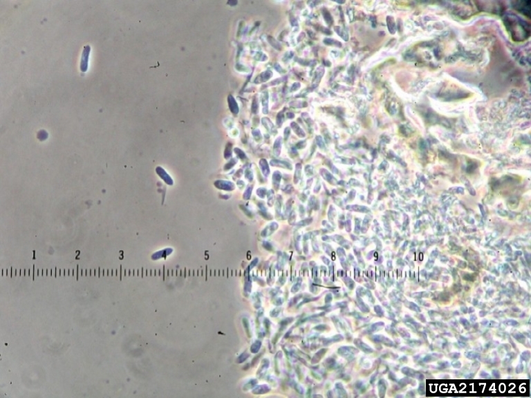 bitter rot and anthracnose (Colletotrichum gloeosporioides (Penz.) Penz ...