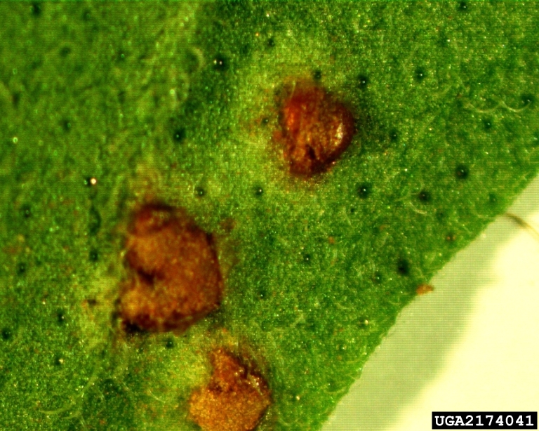 mint rust (Puccinia menthae Pers.)