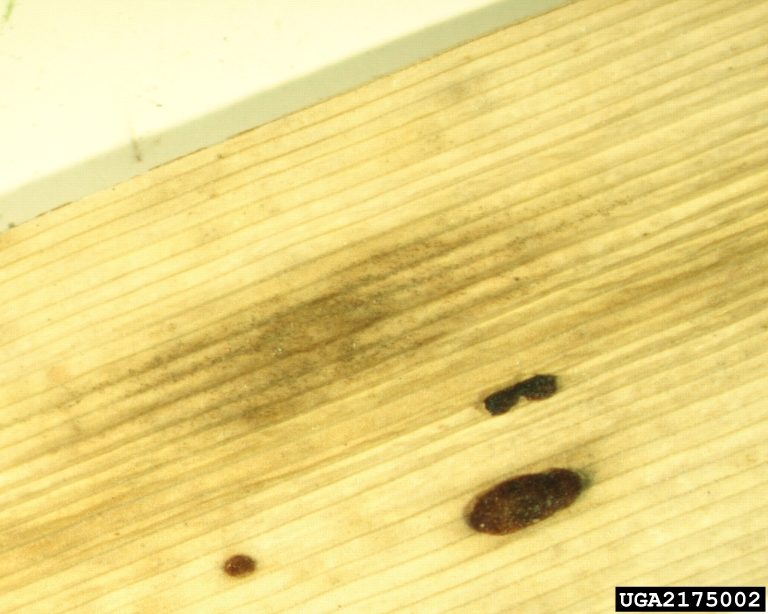 avocado scab (Sphaceloma perseae)