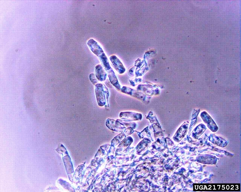 powdery mildew (Genus Erysiphe)