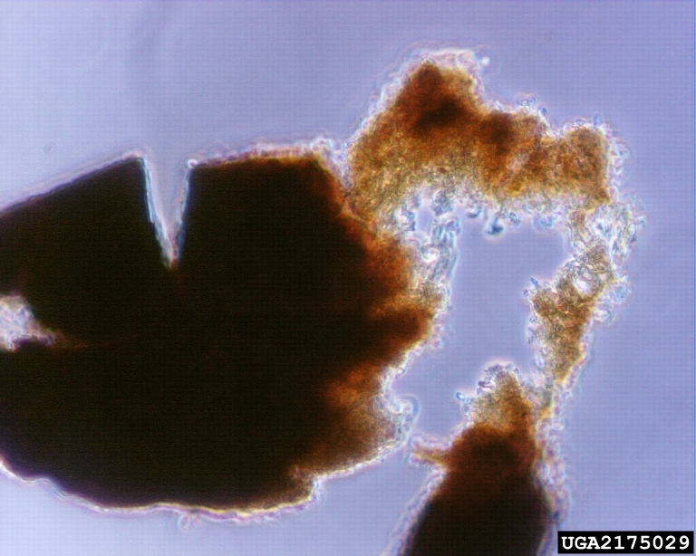 powdery mildew, Oidium spp. (Erysiphales: Erysiphaceae) - 2175029