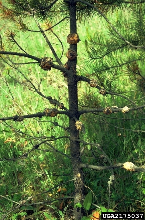 western gall rust (Endocronartium harknessii Hirats.)