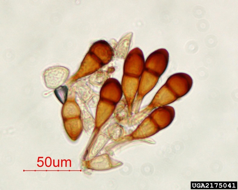 wheat stem rust (Puccinia graminis)