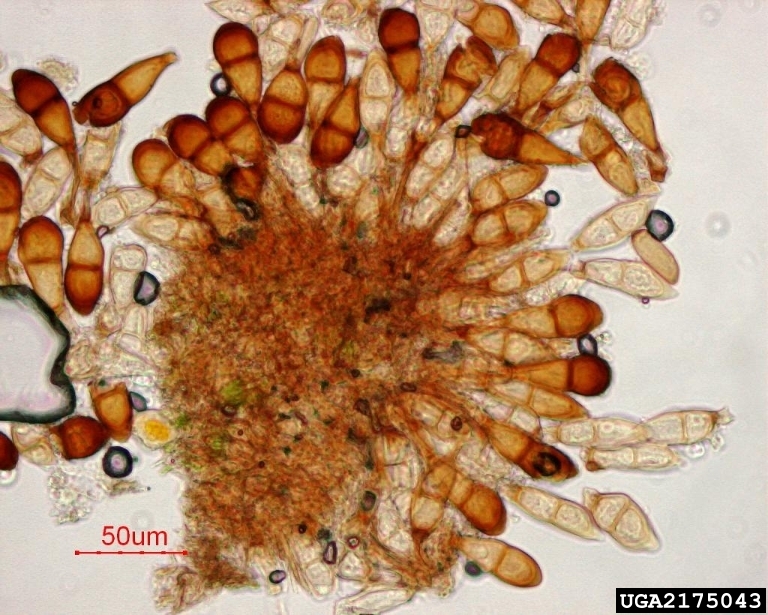 wheat stem rust (Puccinia graminis Pers.)