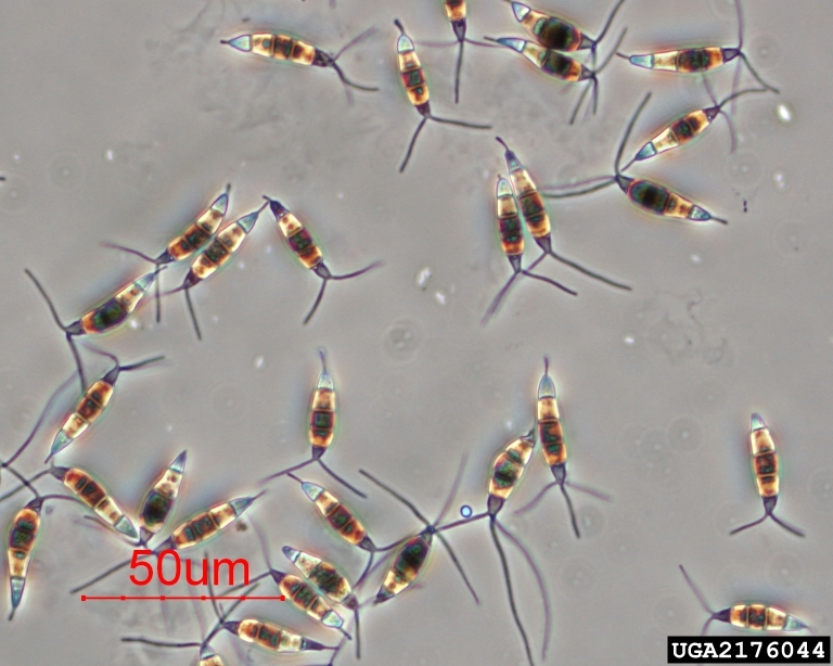 Pestalotiopsis leaf spot (Genus Pestalotiopsis)