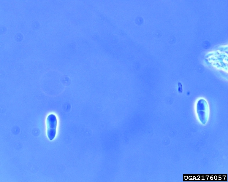 leaf spot (Ramularia didyma Unger)