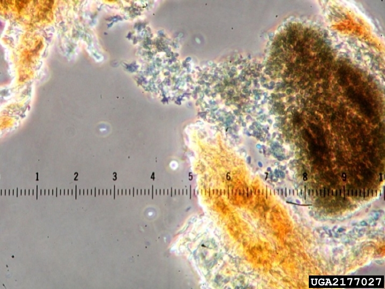 Phoma blights (Genus Phoma)