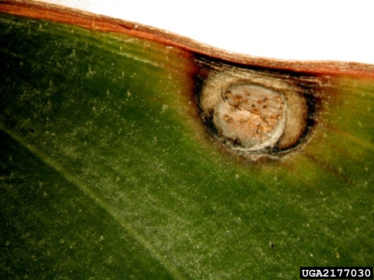 Phoma blights (Genus Phoma Sacc.)