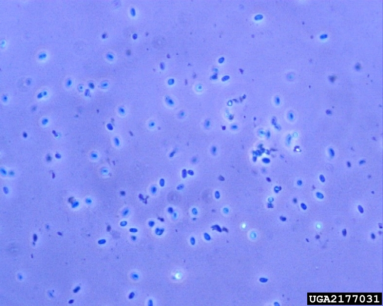 Phoma blights (Genus Phoma Sacc.)