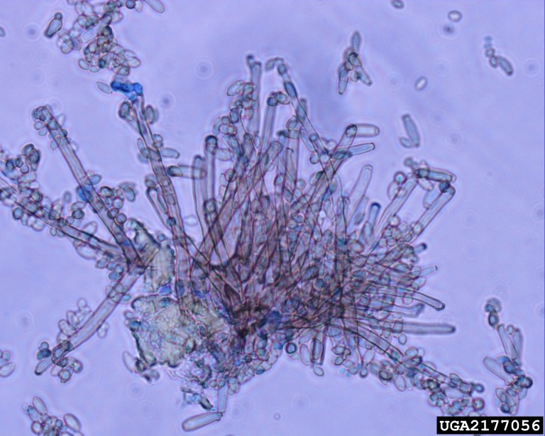 Tomato leaf mold - Alchetron, The Free Social Encyclopedia