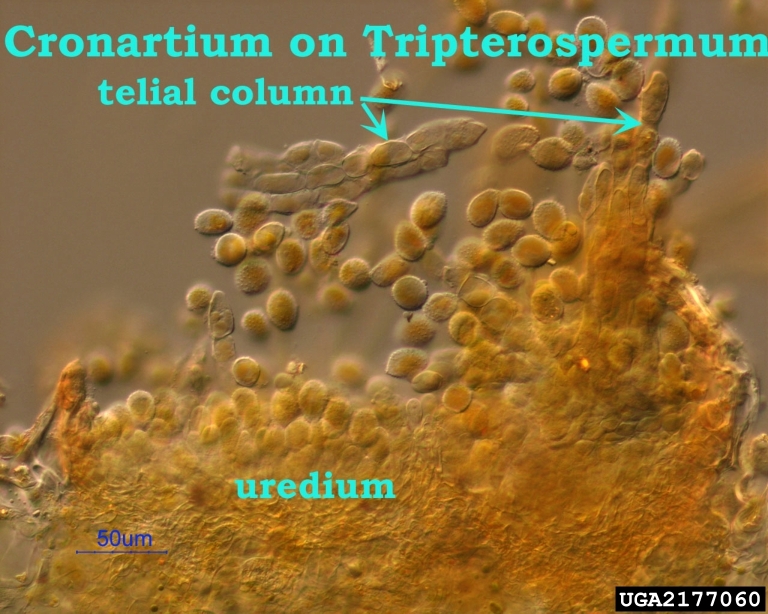Cronartium gall rusts (Genus Cronartium Fr.)