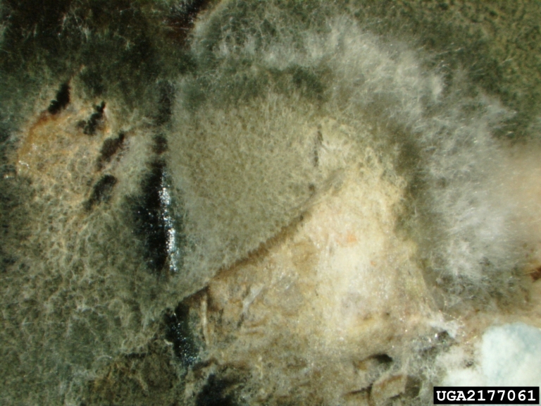 leaf mold (Passalora fulva)