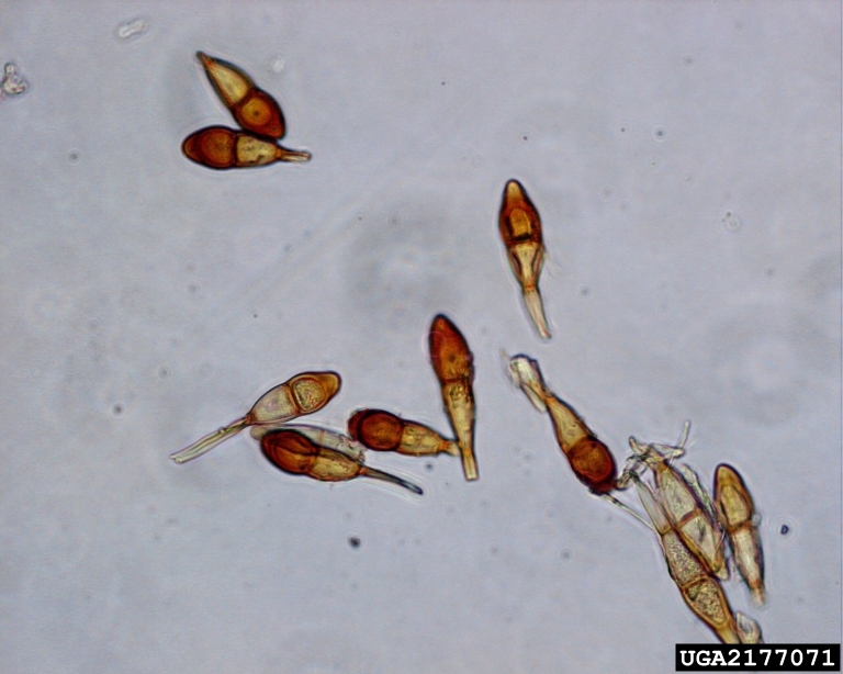 wheat stem rust (Puccinia graminis Pers.)