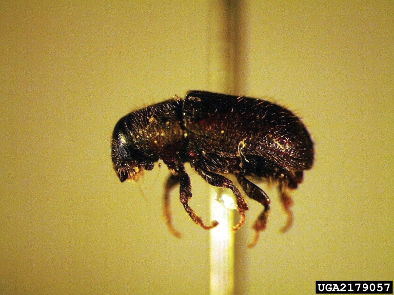 eastern larch beetle (Dendroctonus simplex LeConte, 1868)