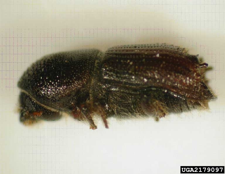 pine engraver (Ips pini (Say, 1826))