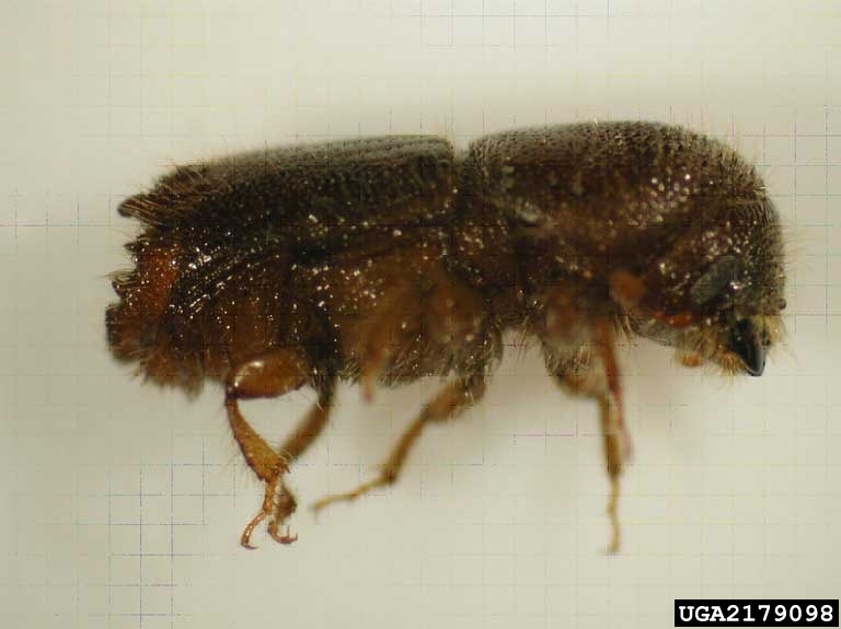 pinyon ips (Ips confusus (LeConte, 1876))