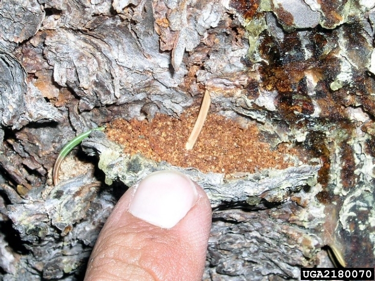 spruce beetle (Dendroctonus rufipennis)