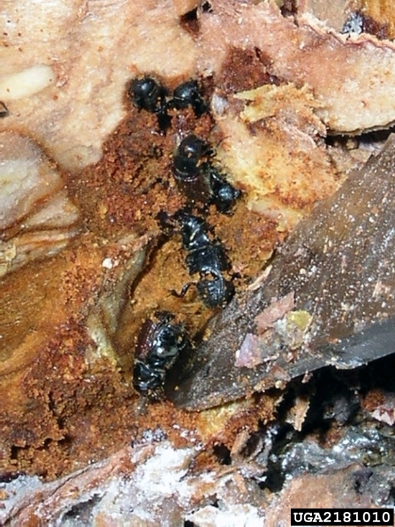 spruce beetle (Dendroctonus rufipennis (Kirby, 1837))