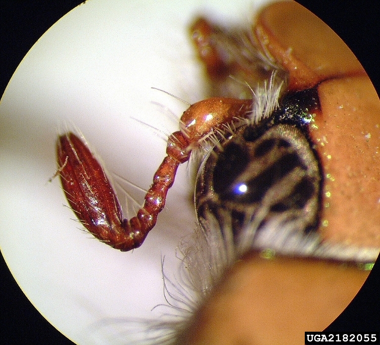 white grubs, scarabs, scarab beetles (Family Scarabaeidae Latreille, 1802)