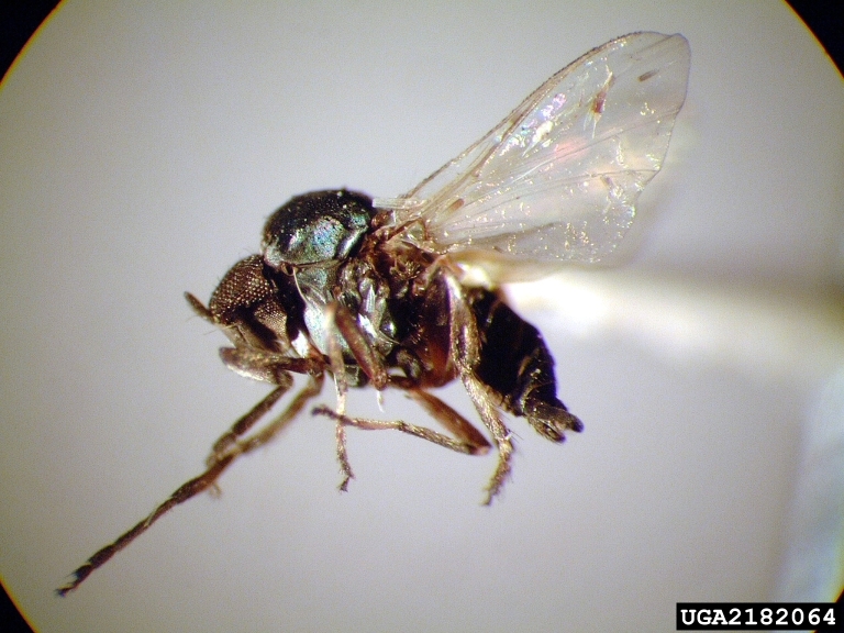 black flies, buffalo gnats (Family Simuliidae)