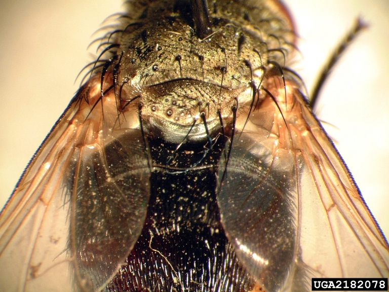 Tabanidae Family Horse Flies (Tabanidae) » Manaaki Whenua