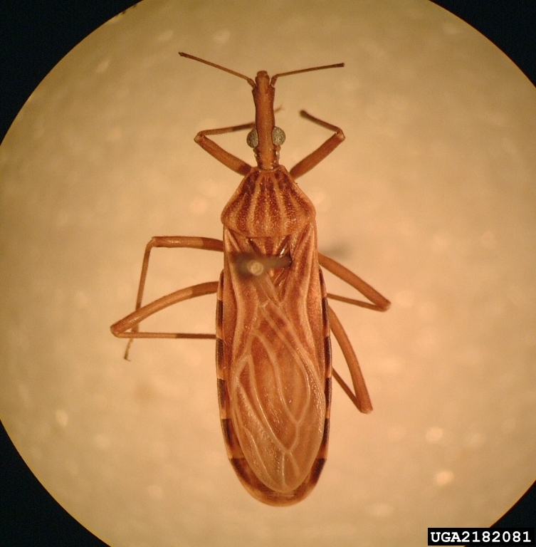 assassin bugs (Family Reduviidae)