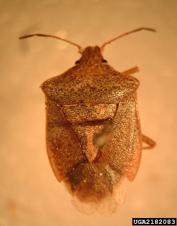 stink bugs (Family Pentatomidae Leach, 1815)