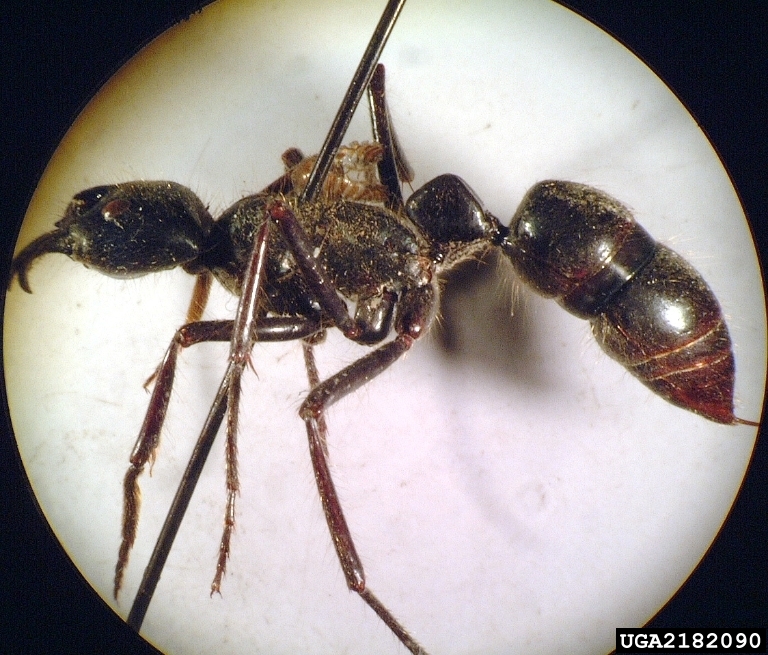 ants (Family Formicidae Latreille, 1802)